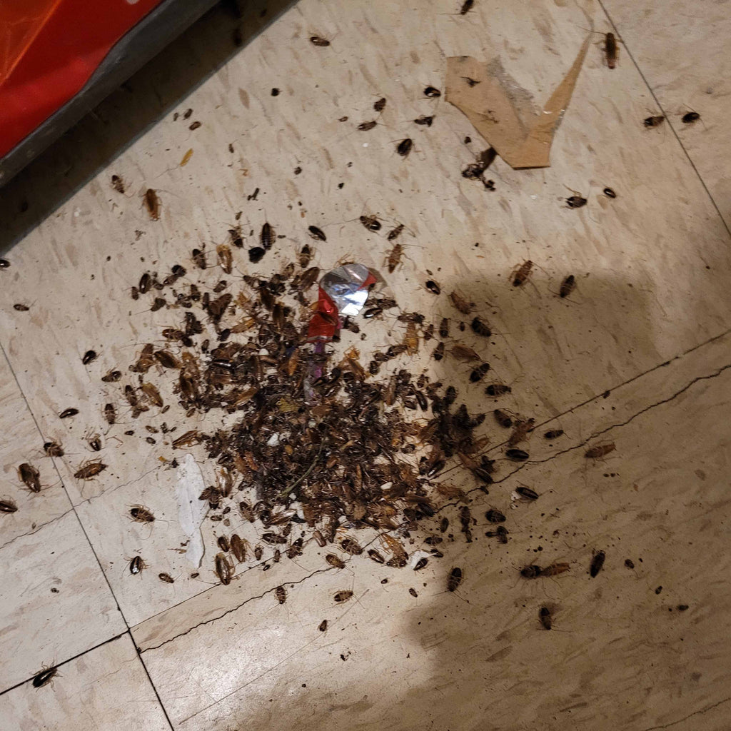 5 Reasons RoachBane Permanently Gets Rid Of Roaches