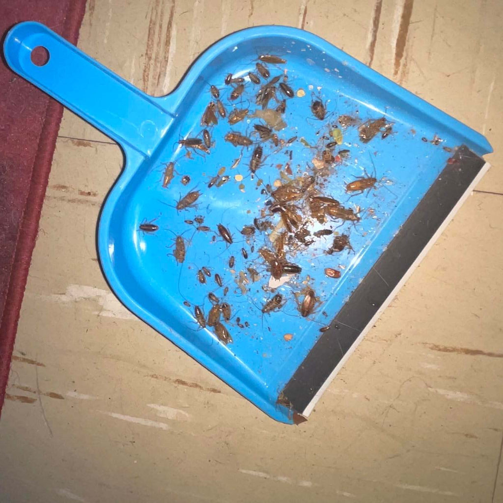 The Last Roach Killer You'll Ever Use – RoachBane